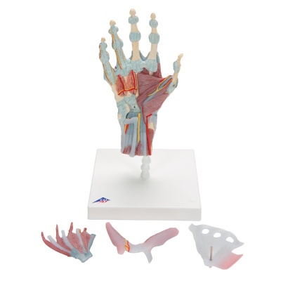 Hand Skeleton Model w/ Ligaments & Muscles | Health and Care